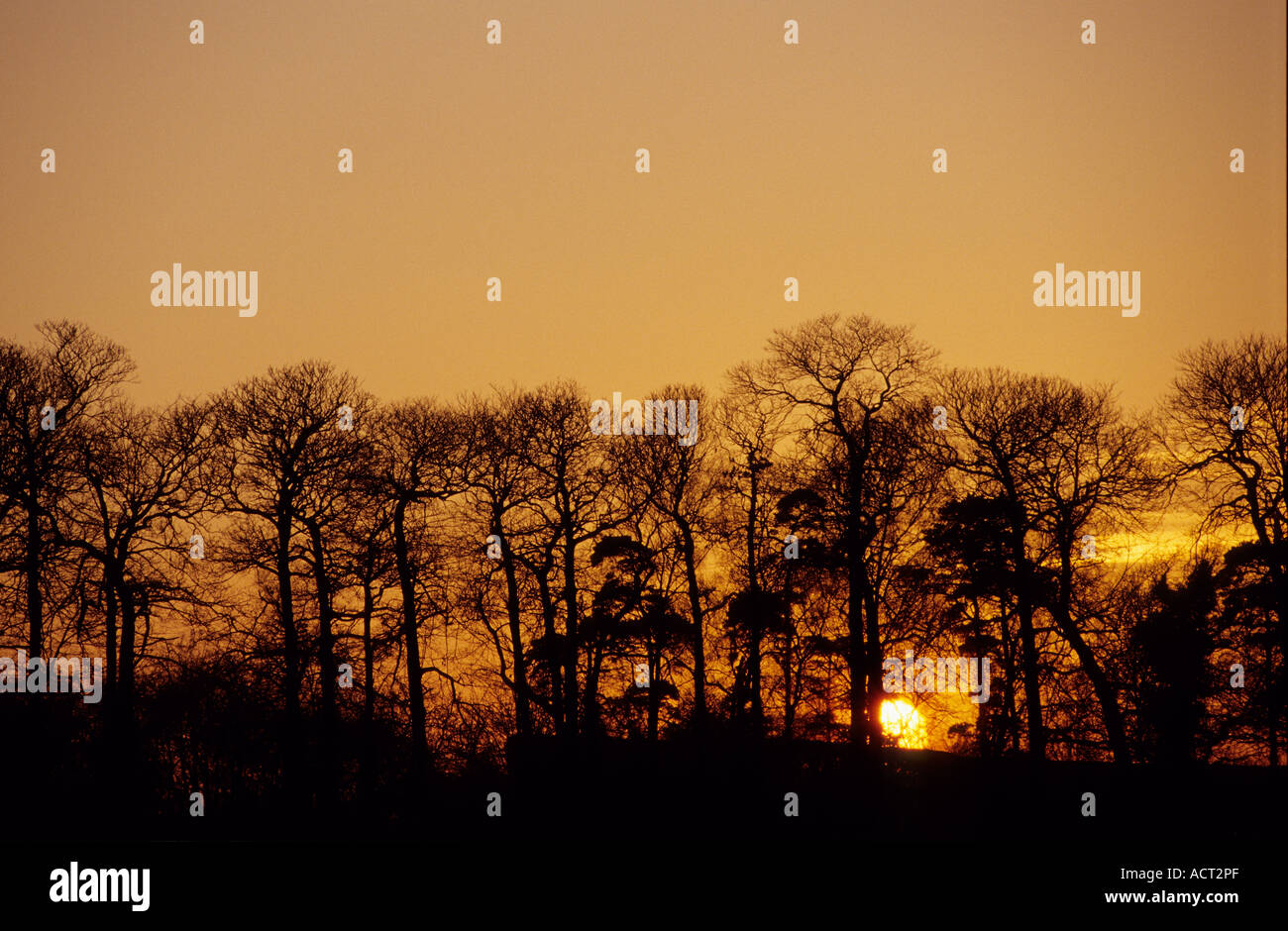 Sunset behind woods Kent Stock Photo - Alamy
