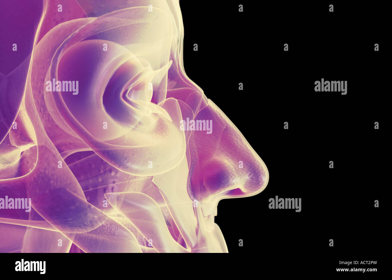 Side Face Muscles High Resolution Stock Photography and Images - Alamy