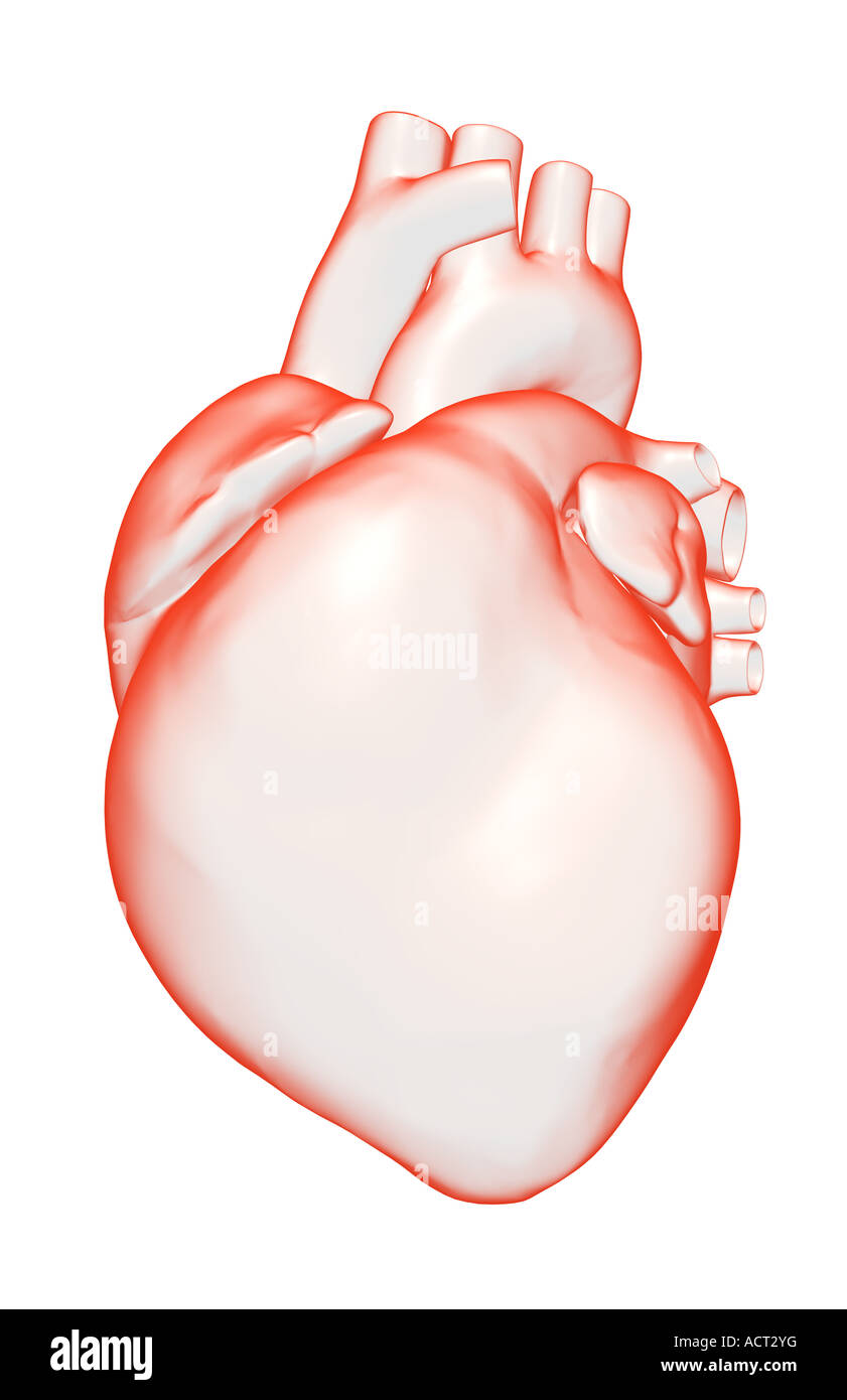 Human heart anatomy side view Cut Out Stock Images & Pictures - Alamy