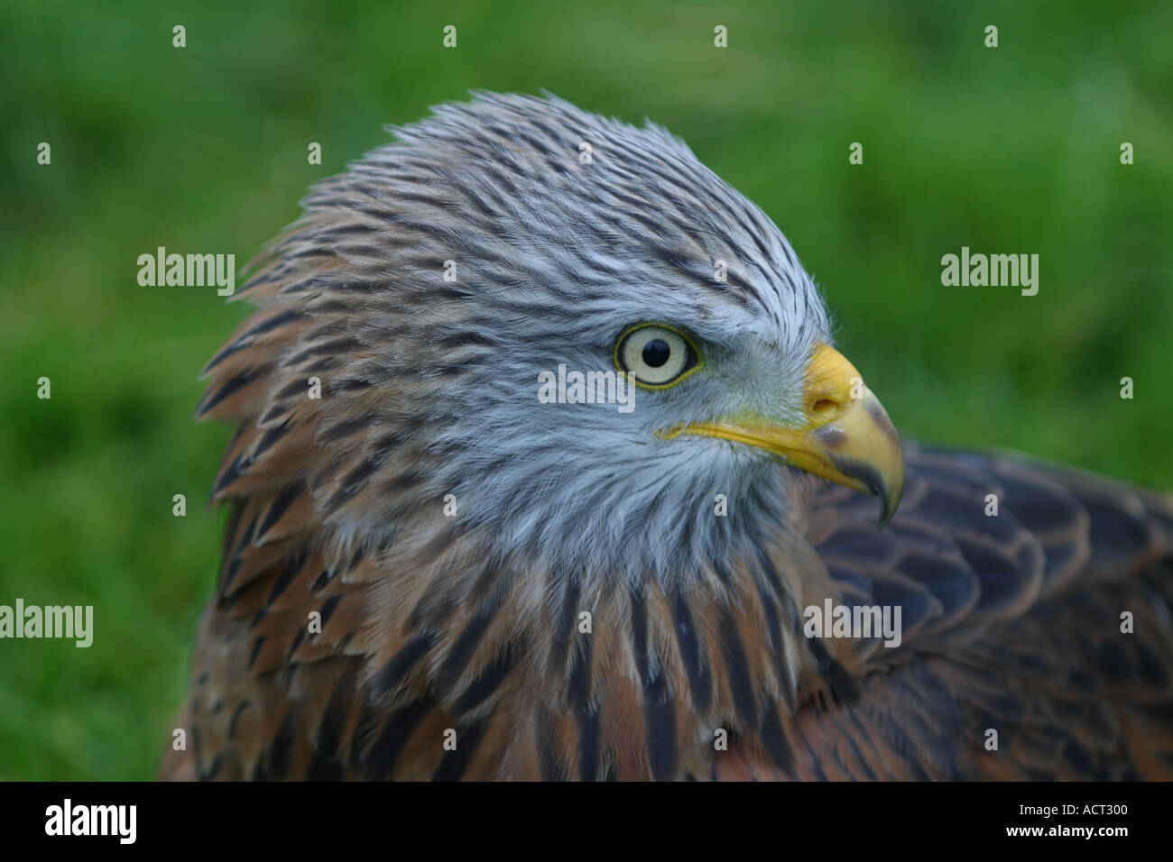 Red Kite Milvus milvus. Captive Stock Photo - Alamy