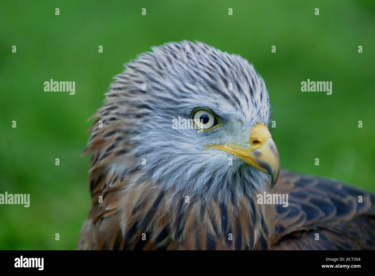 Red Kite Milvus milvus. Captive Stock Photo - Alamy