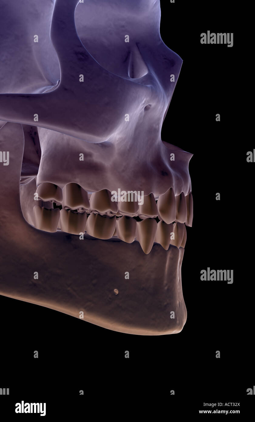 The bones of the jaw Stock Photo - Alamy