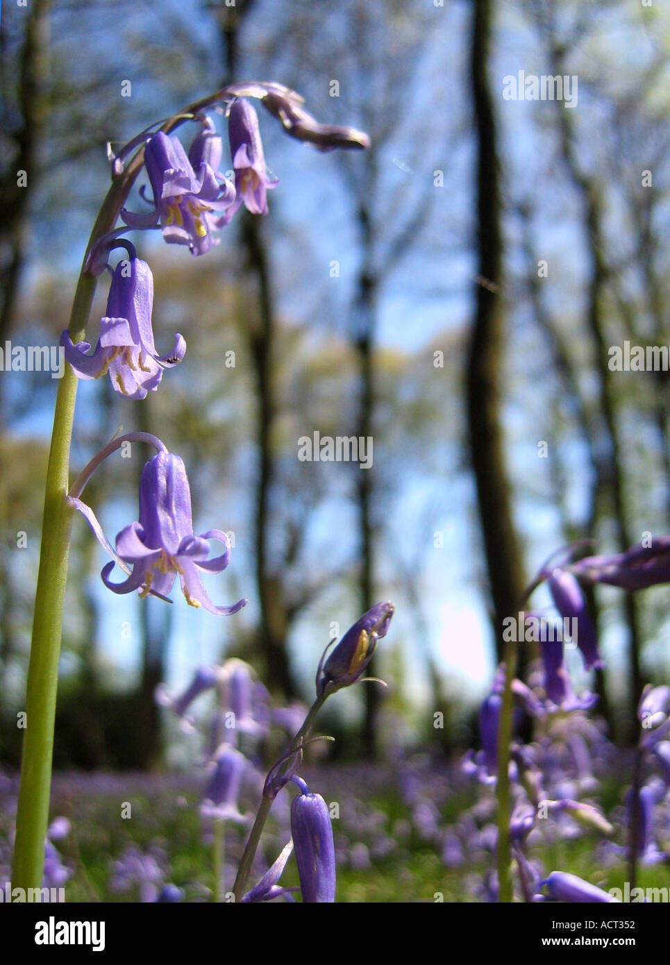 White bluebells growing amongst bluebells hi-res stock photography and ...