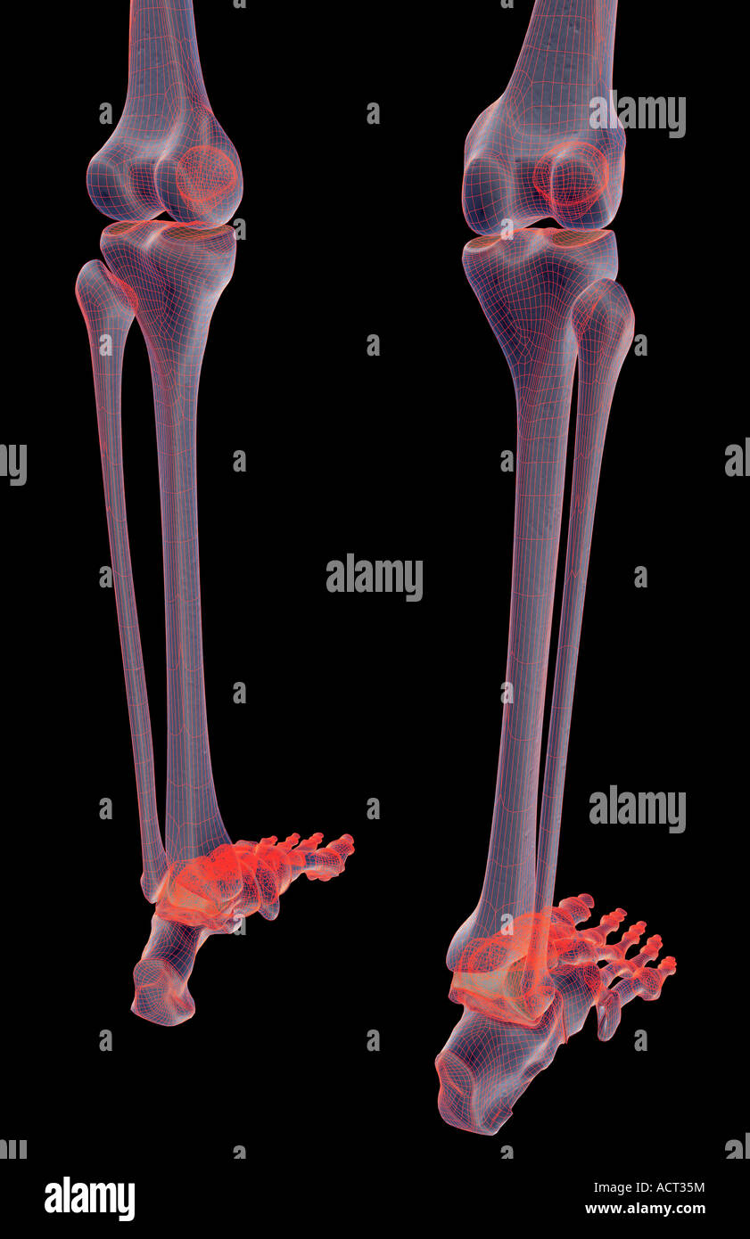 The bones of the leg Stock Photo - Alamy