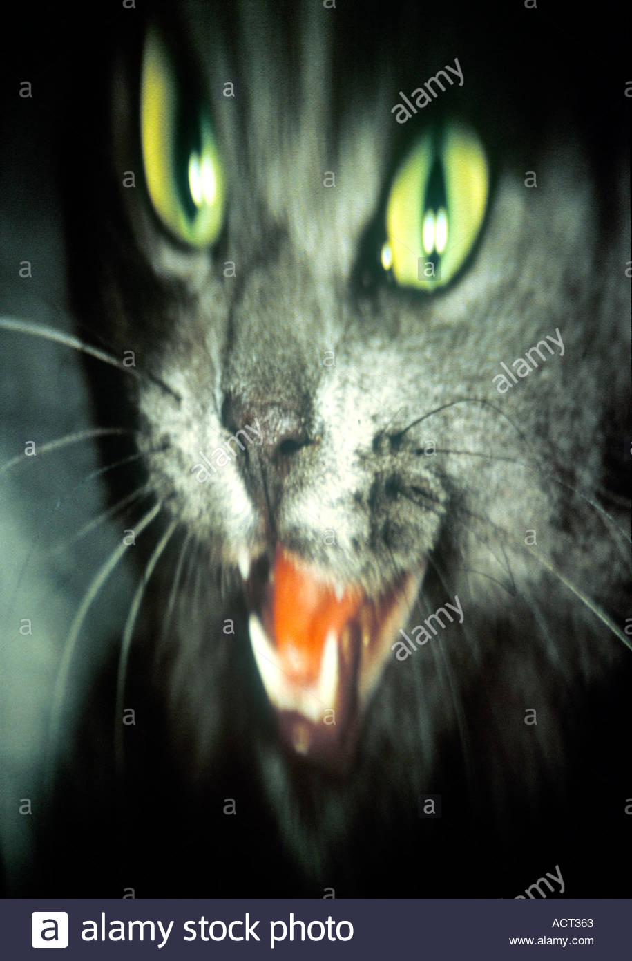 Hiss High Resolution Stock Photography and Images - Alamy