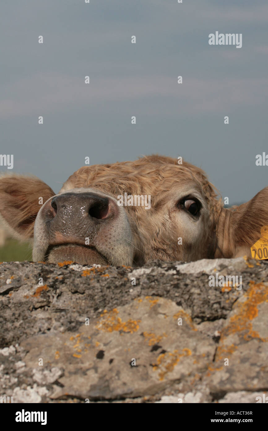 Cow looking over stone wall hi-res stock photography and images - Alamy
