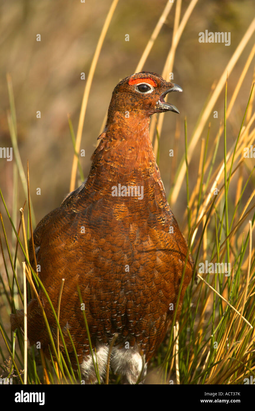 Yorkshire grouse shoot hi-res stock photography and images - Alamy