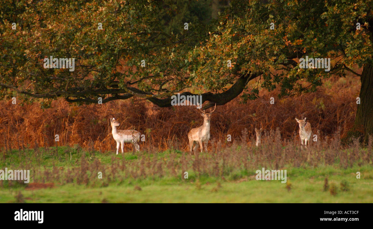 Fallow Deer Dama Dama stand in English countryside forest woodland ...
