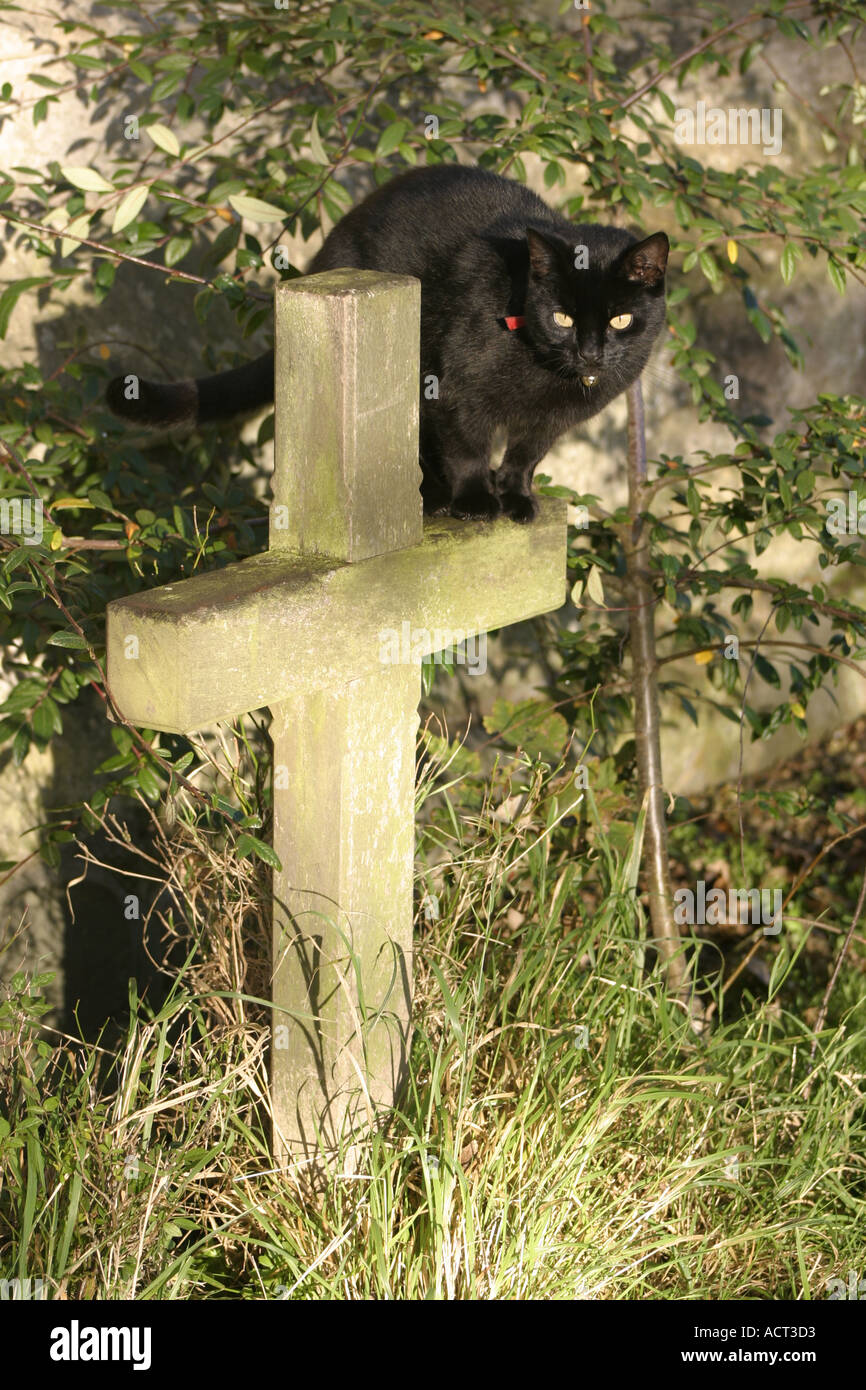 Black cat on a cross in a graveyard Stock Photo - Alamy