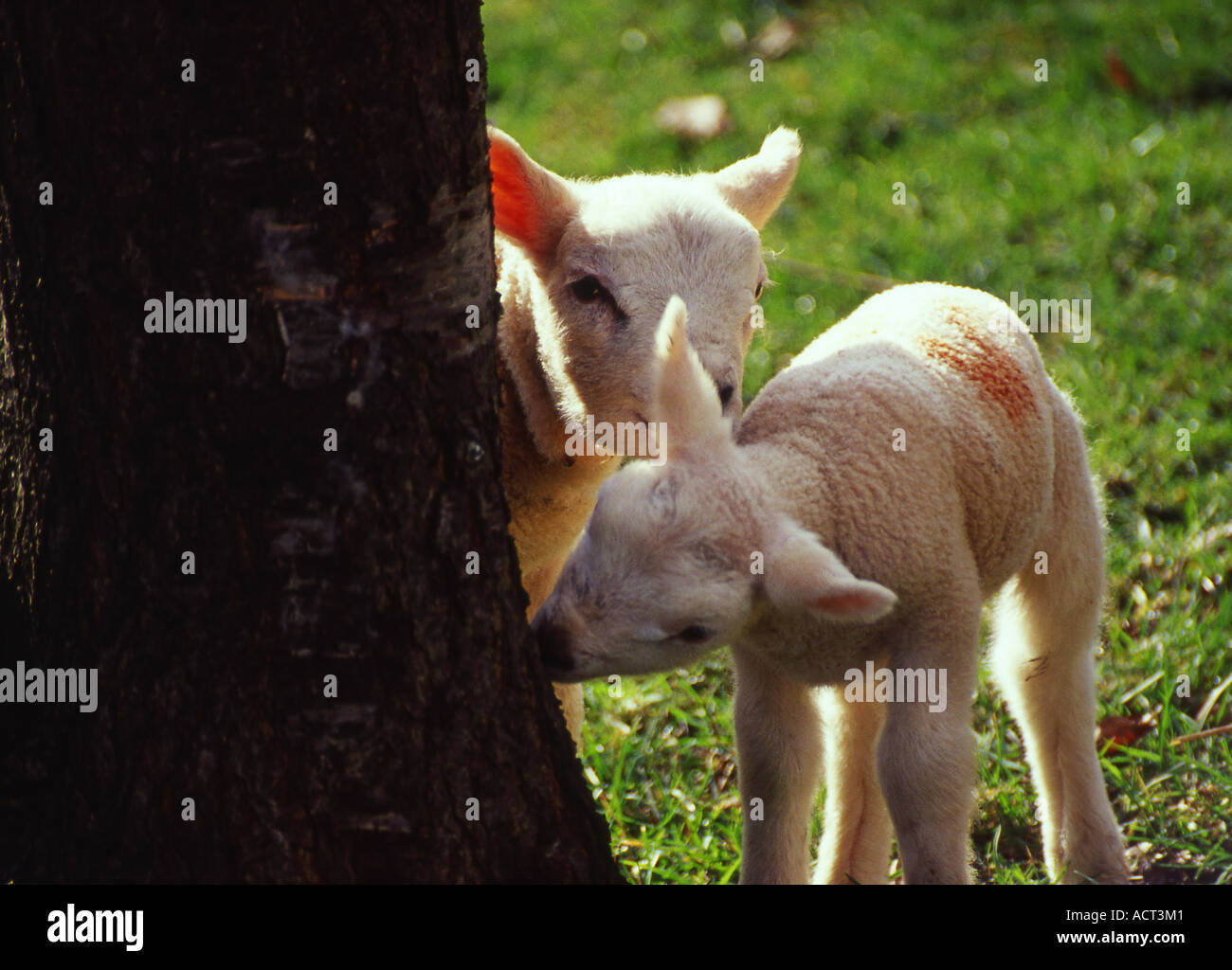 Spring lambing time hi-res stock photography and images - Alamy