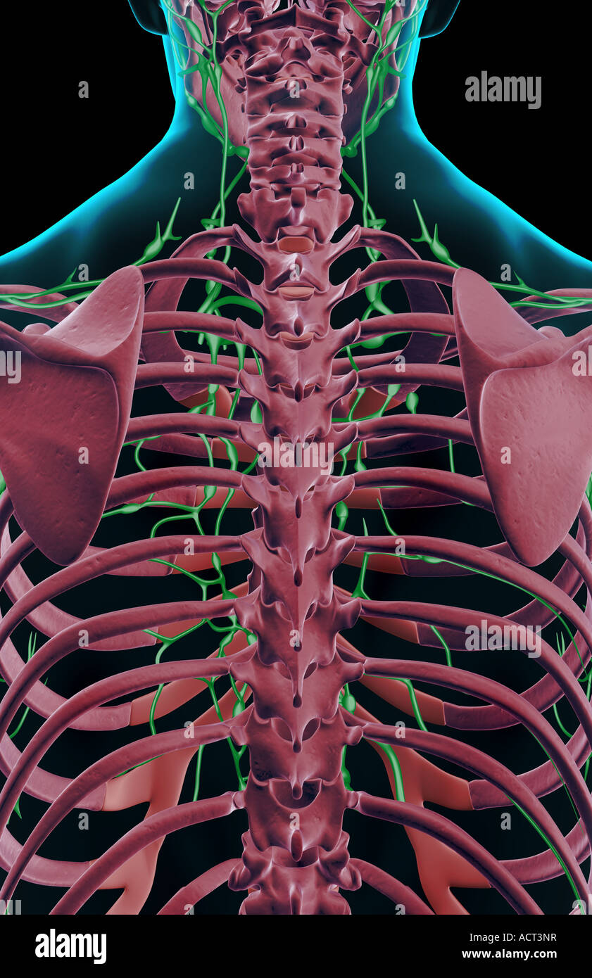 Intercostal hi-res stock photography and images - Alamy