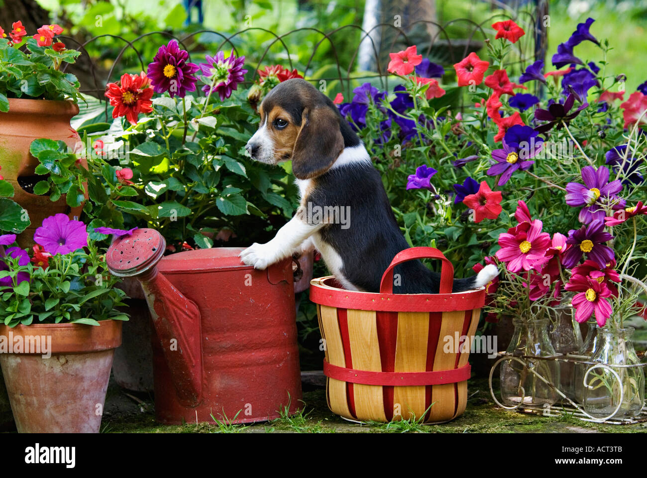 Beagle Puppy In Colorful Garden Stock Photo - Alamy