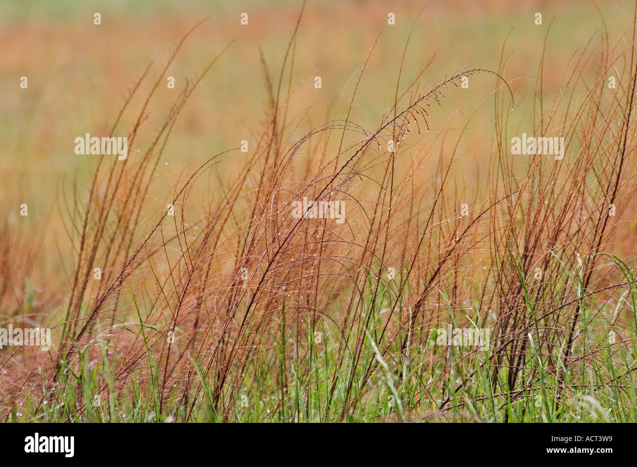 Wet Tall Red Grass in Spring Cades Cove Great Smoky Mountains National ...