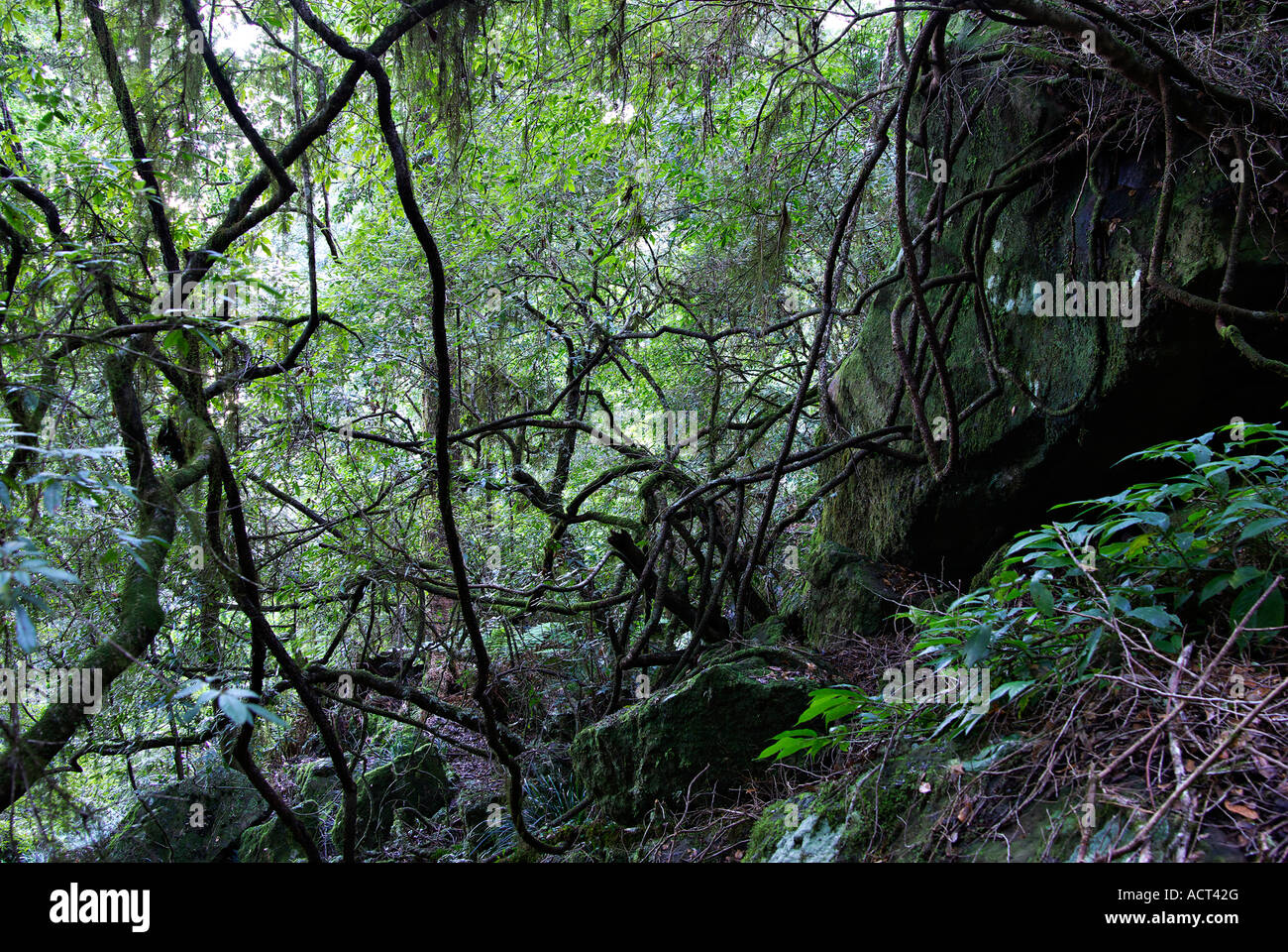 moss and lichen covered plants rocks and trees in the oxley world ...