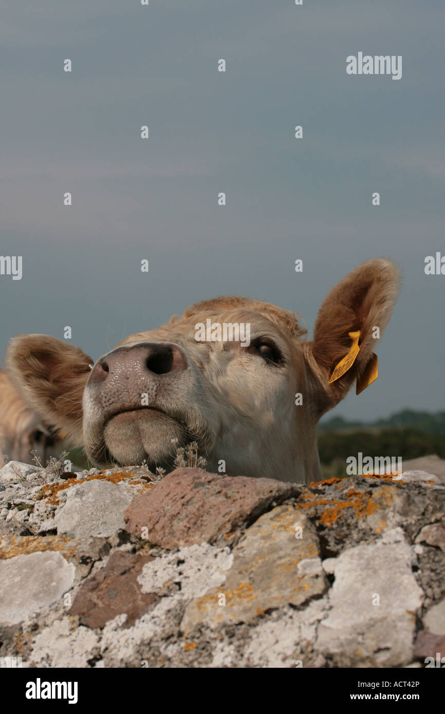 Cow looking over a stone wall Stock Photo - Alamy