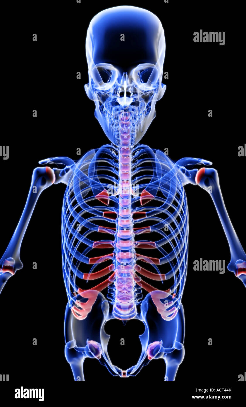 Upper body bone structure hi-res stock photography and images - Alamy