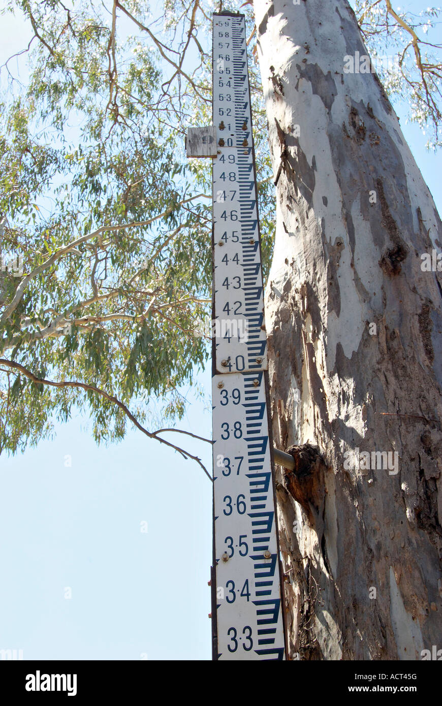 Measure height tree hi-res stock photography and images - Alamy
