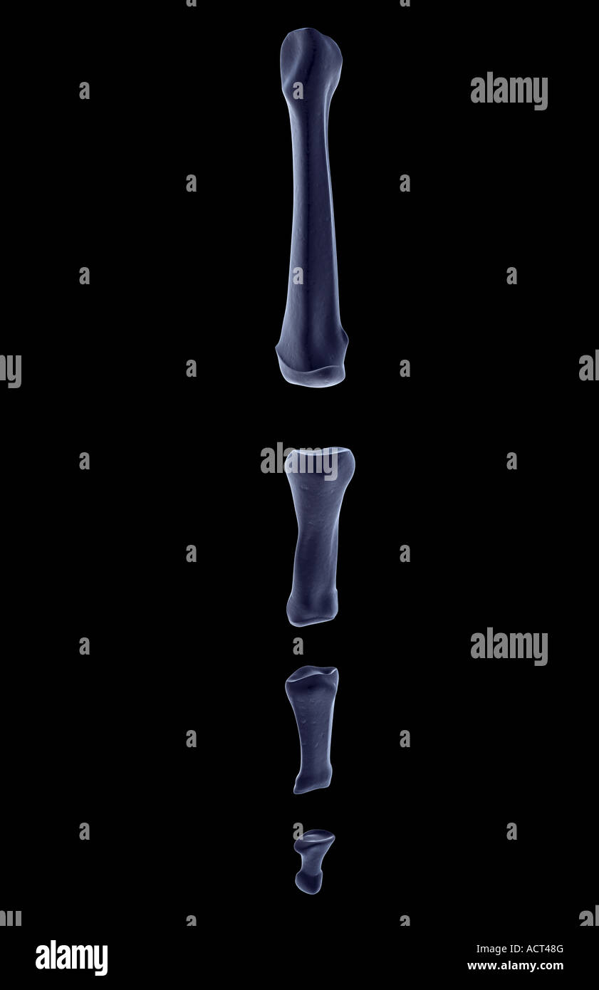 The bones of the fingers Stock Photo - Alamy