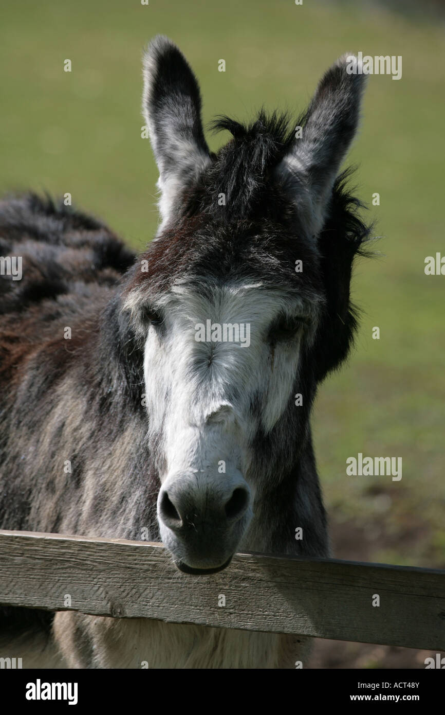Donkey at farm gate Stock Photo - Alamy