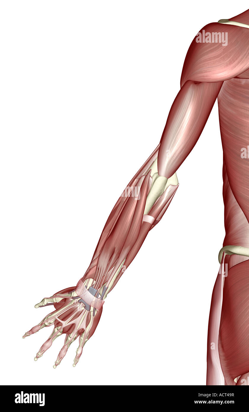 the-muscles-of-the-upper-limb-stock-photo-alamy