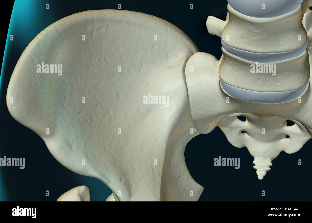 The bones of the hip Stock Photo - Alamy