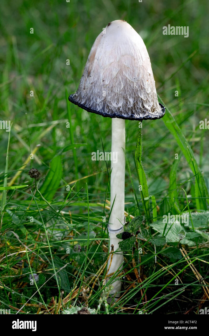 Shaggy Ink Cap Coprinus comatus Stock Photo - Alamy