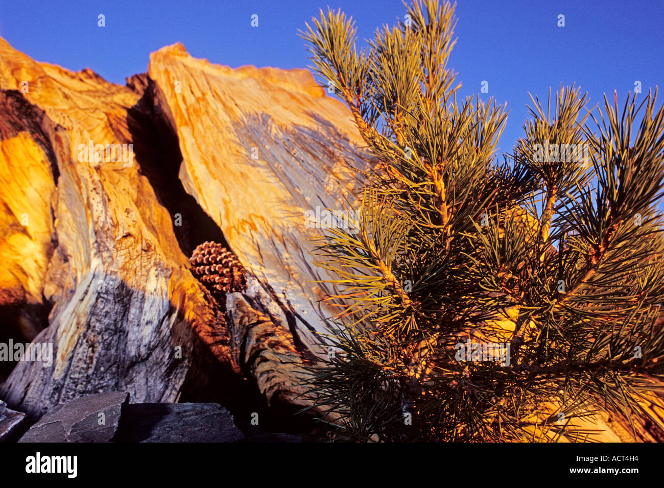 Ancient Bristlecone snag, pine cone and sapling Stock Photo - Alamy