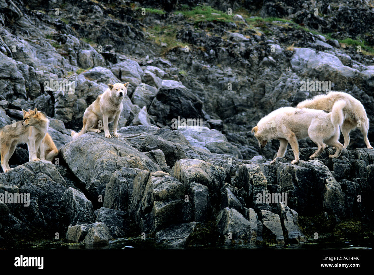 Inuit Sled dog, or Qimmiq, Greenland Western Coast, Davis Straight ...