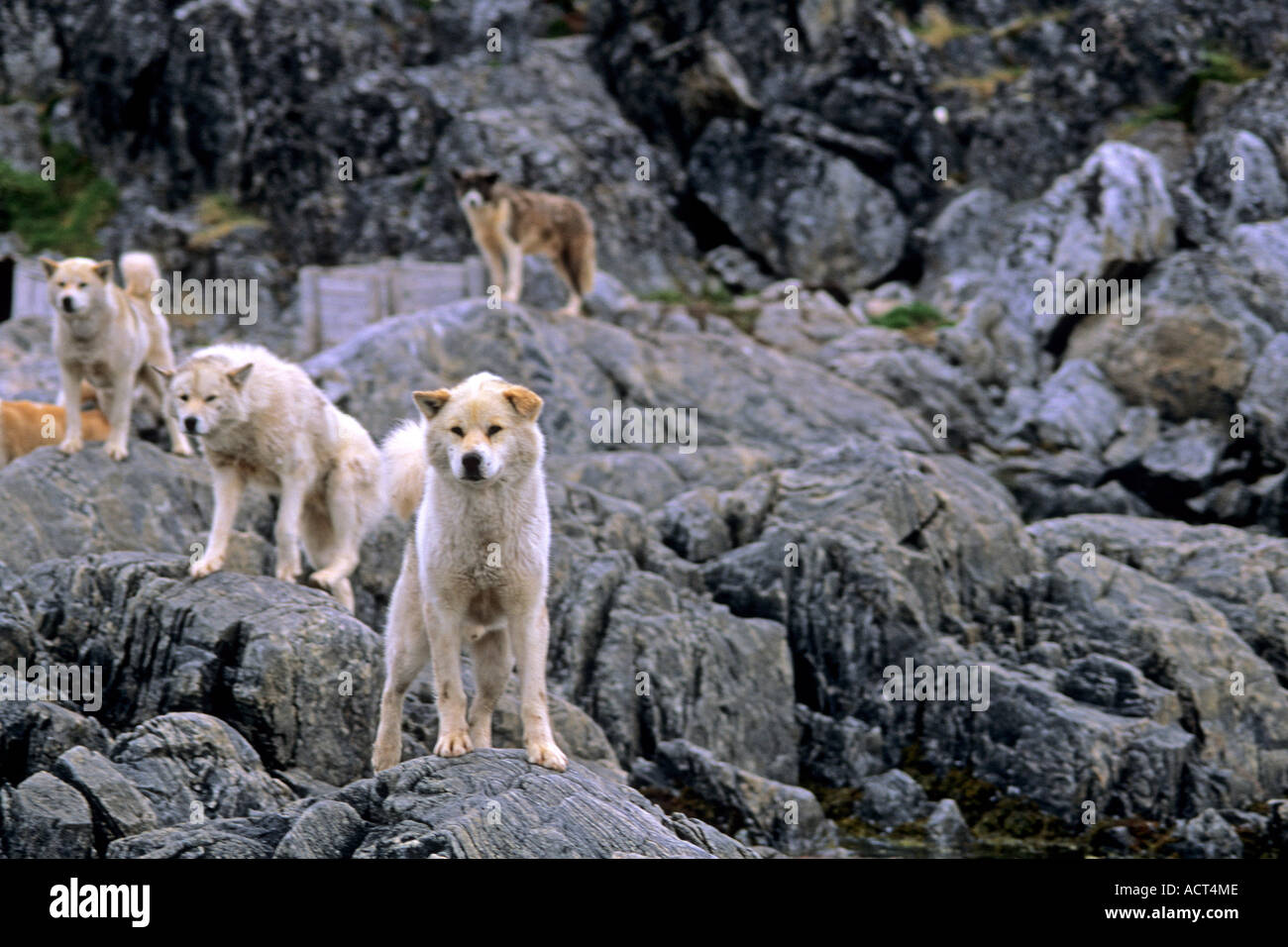 Quimmiq hi-res stock photography and images - Alamy