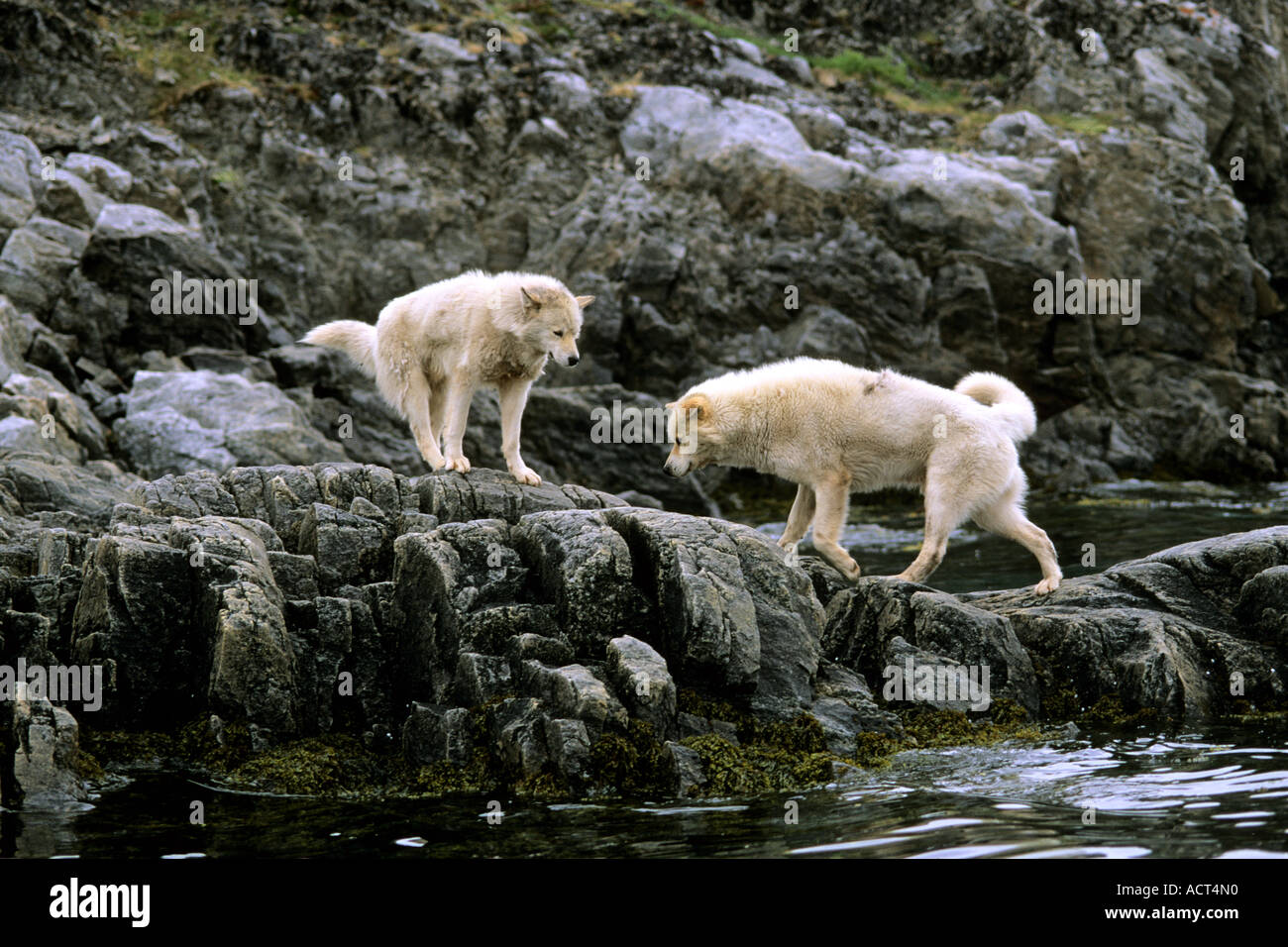 Inuit Sled dog, or Qimmiq, Greenland Western Coast, Davis Straight ...