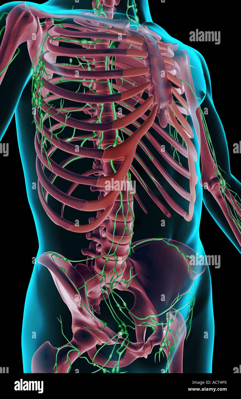 Thoracic Lymph Nodes