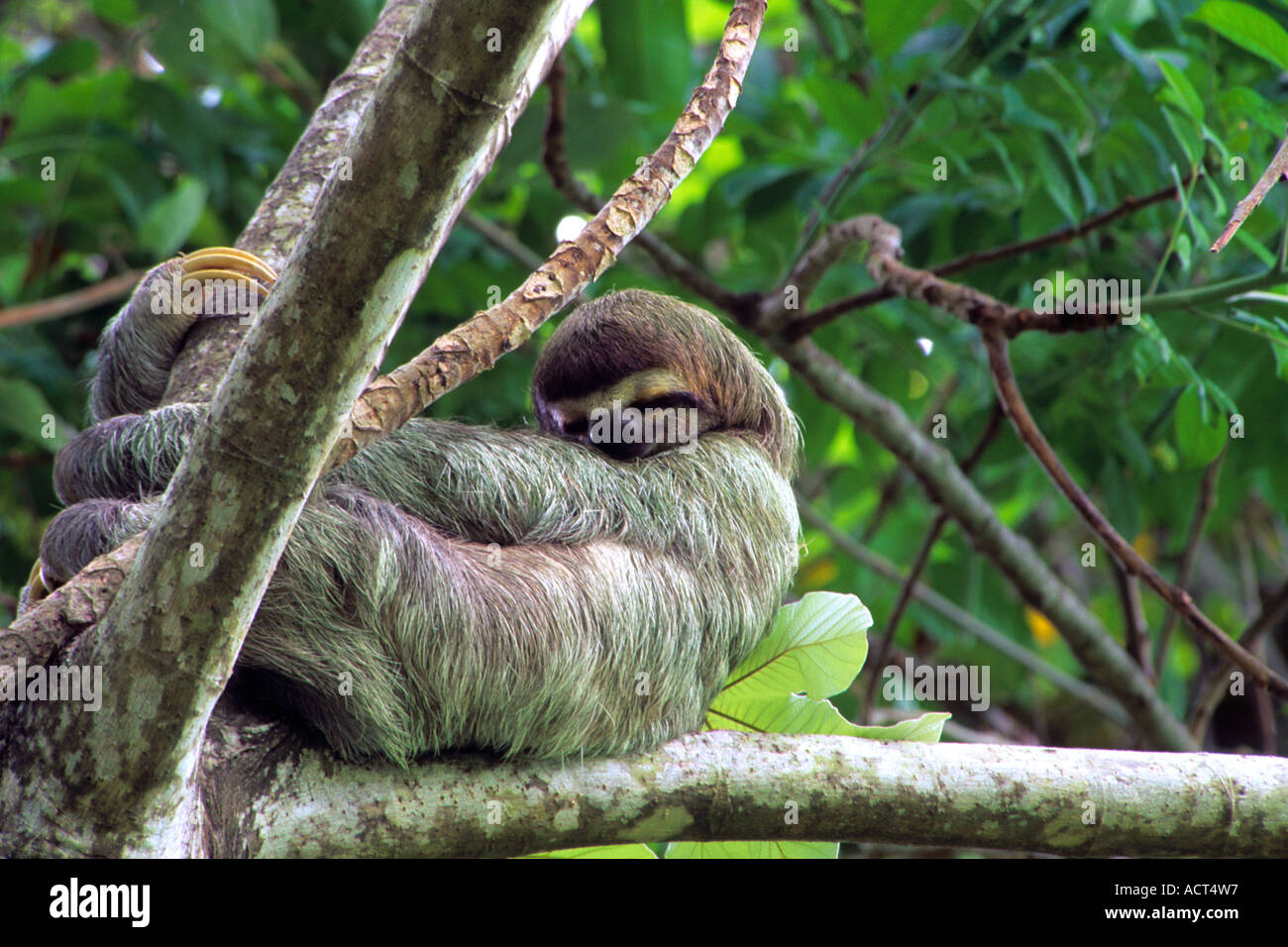 Three toed sloth claw hi-res stock photography and images - Alamy