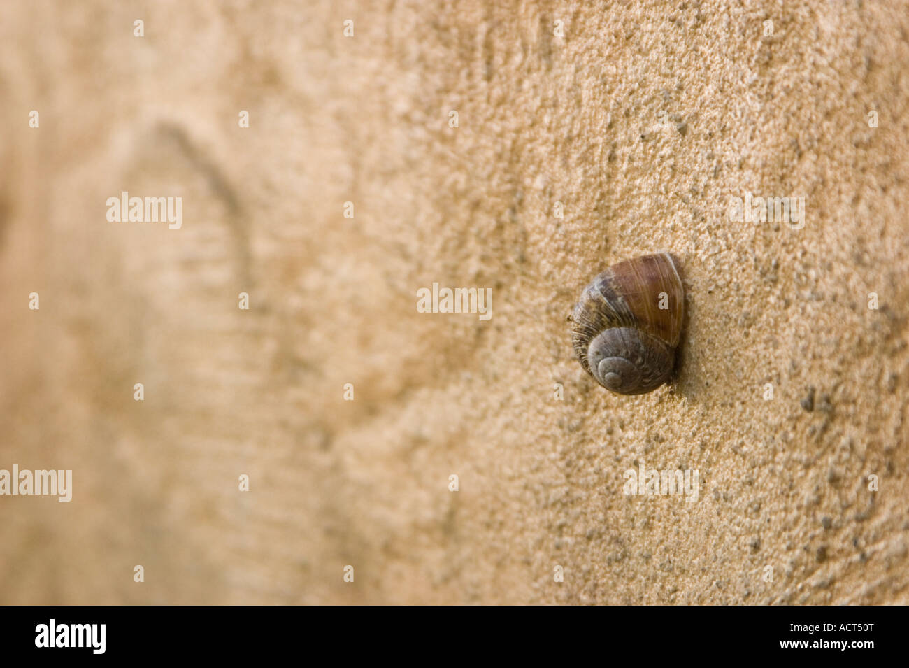 Garden snail on stucco wall Stock Photo - Alamy