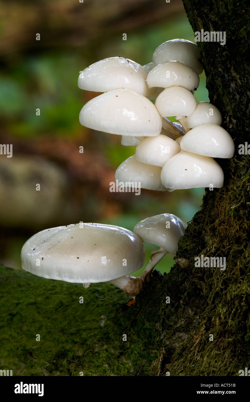 Porcelain fungus Oudemansiella mucida Stock Photo - Alamy