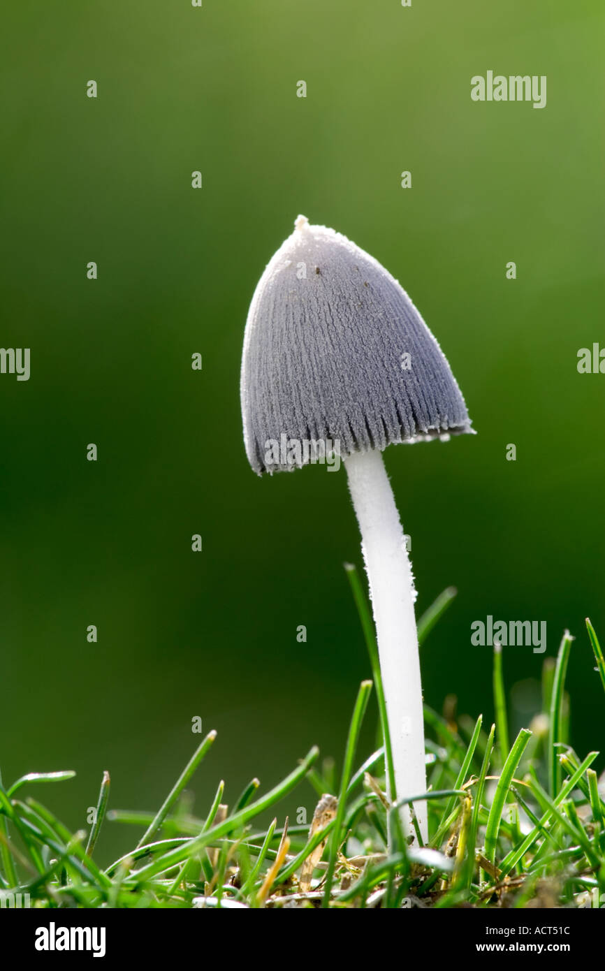 Fungus fungi coprinus uk hi-res stock photography and images - Alamy
