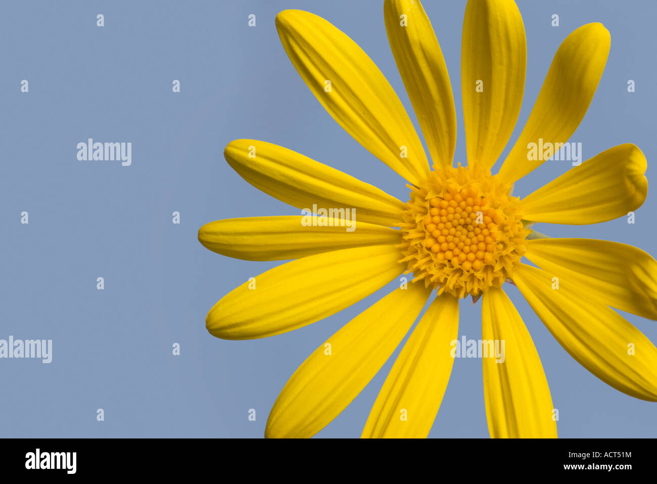 Yellow daisy flower against a blue background Stock Photo - Alamy