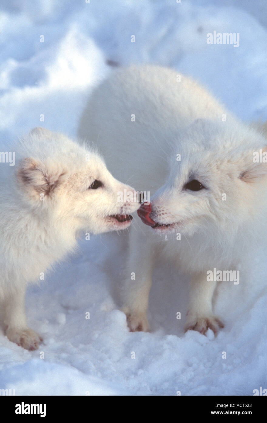 Arctic fox - Alopex lagopus Stock Photo - Alamy