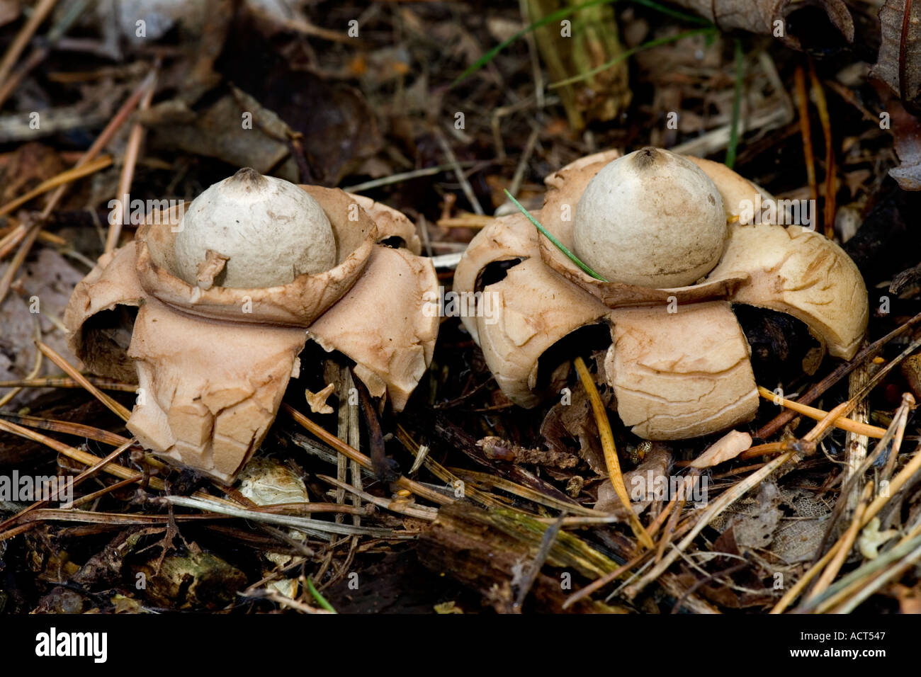 Collard Earthstar Geastrum triplex Stock Photo - Alamy