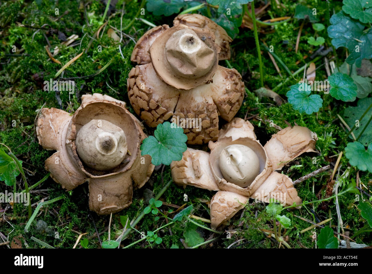 Collard Earthstar Geastrum triplex Stock Photo - Alamy