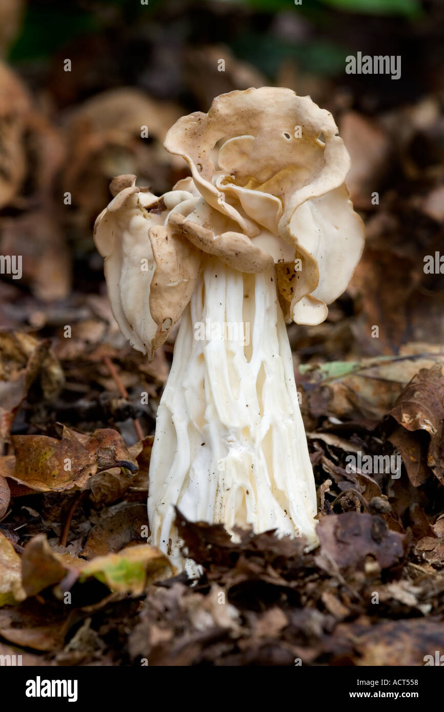 Common Helvella Helvella crispa Stock Photo - Alamy