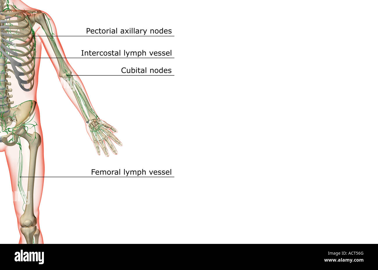 Cubital lymph nodes hi-res stock photography and images - Alamy