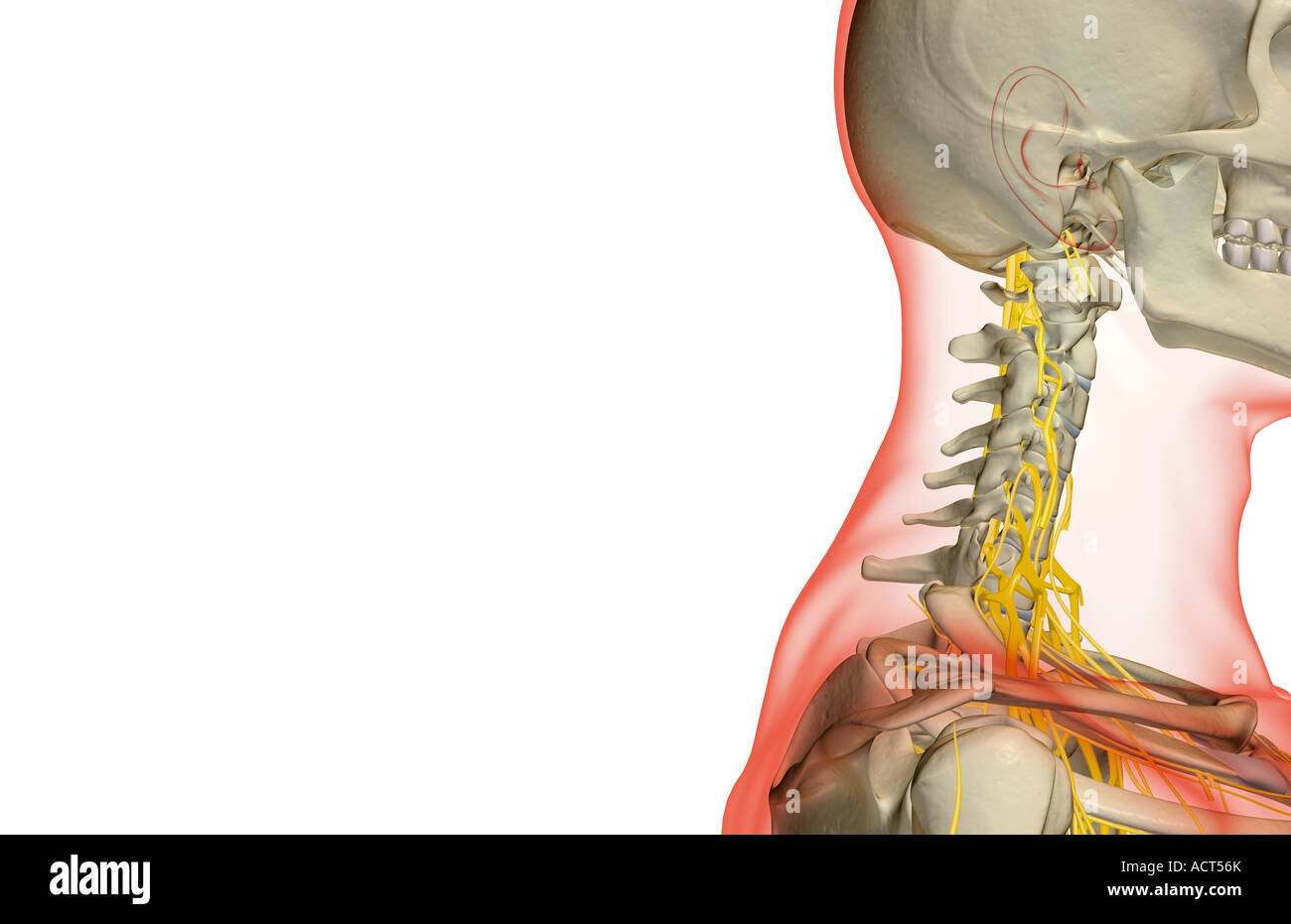 The nerves of the neck Stock Photo - Alamy