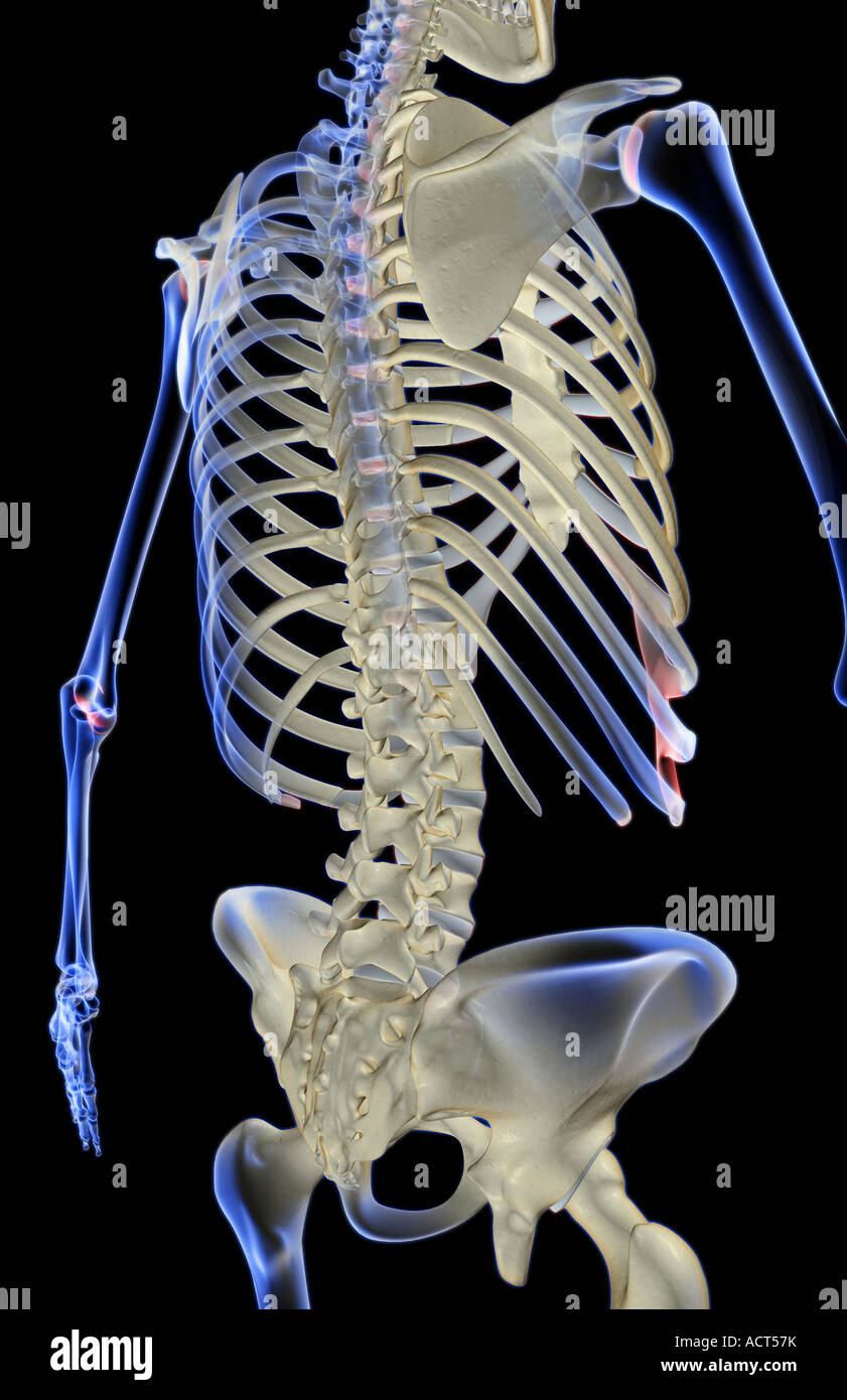 Bones of trunk anatomy hi-res stock photography and images - Alamy
