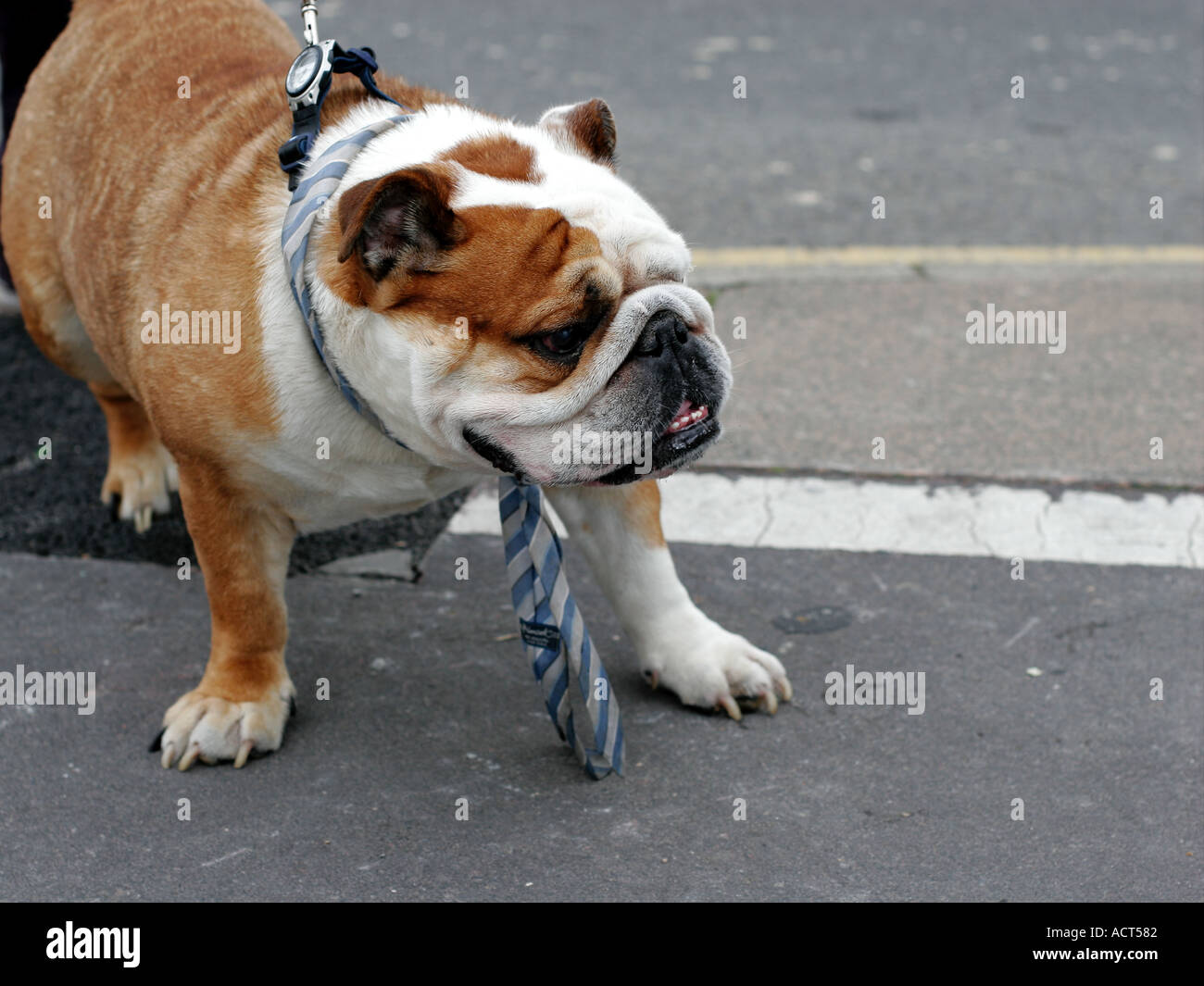 Pro hunt British bulldog wearing blue and white striped neck tie at ...