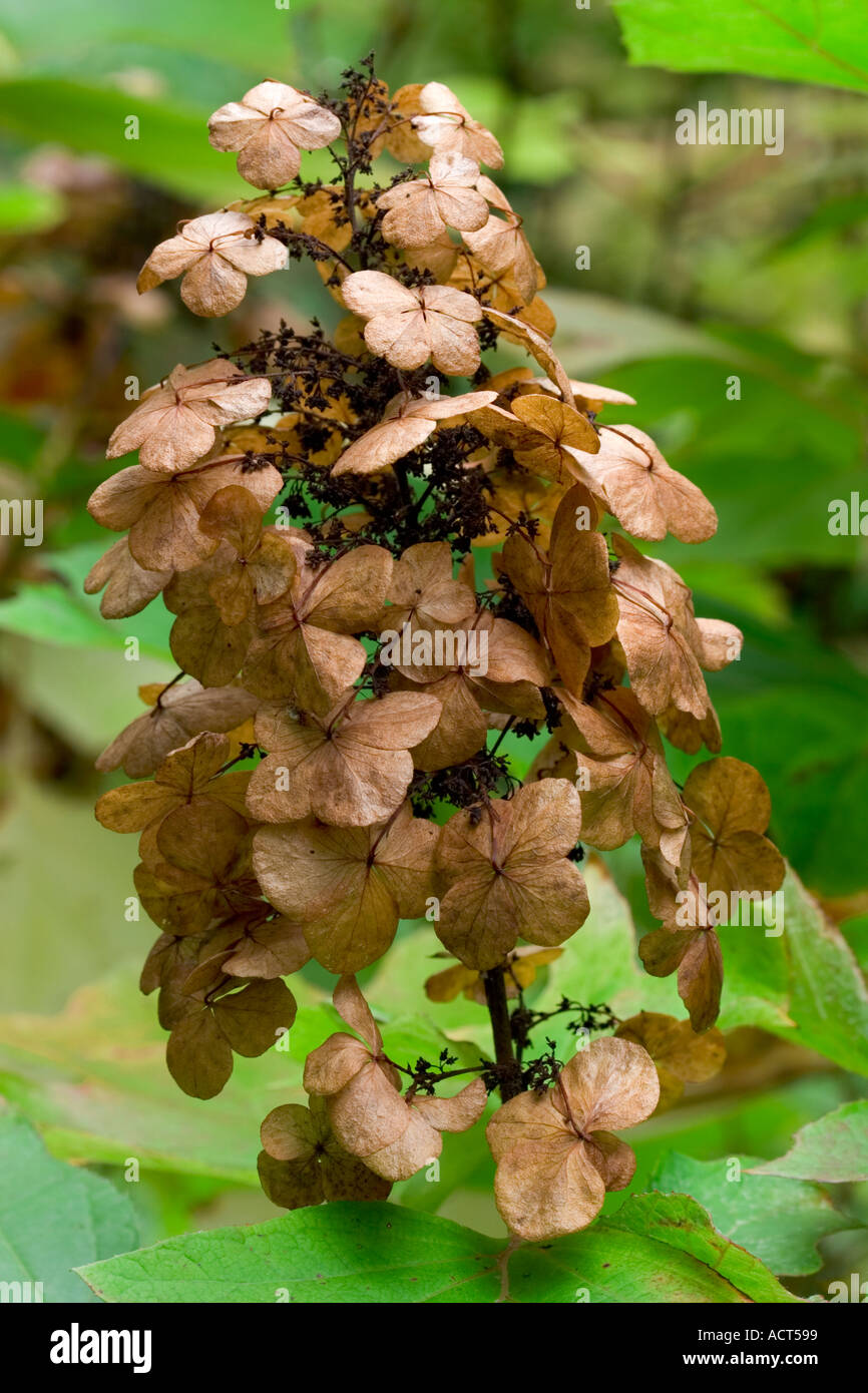 Hydrangea quercifolia showing flowers in autumn potton bedfordshire ...