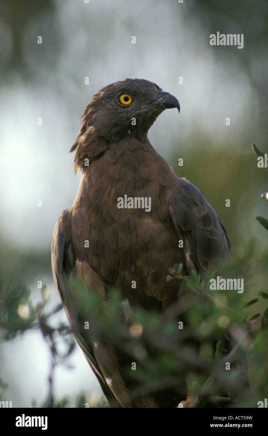 African honey bird hi-res stock photography and images - Alamy