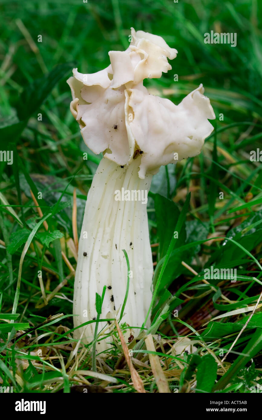 Common Helvella Helvella crispa close up view the lodge sandy ...
