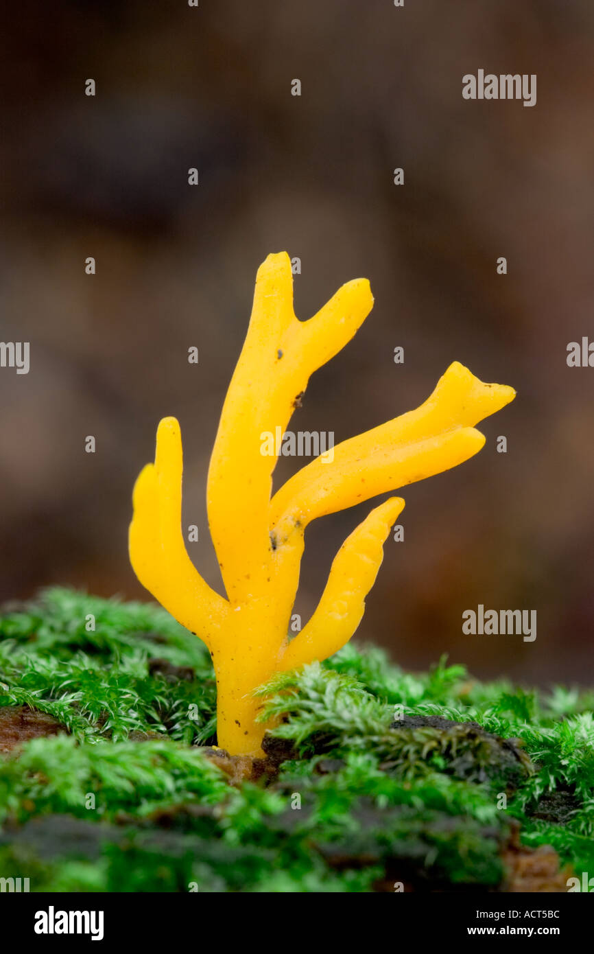 Yellow Stag s horn Fungus Calocera viscosa close up detail shot with ...