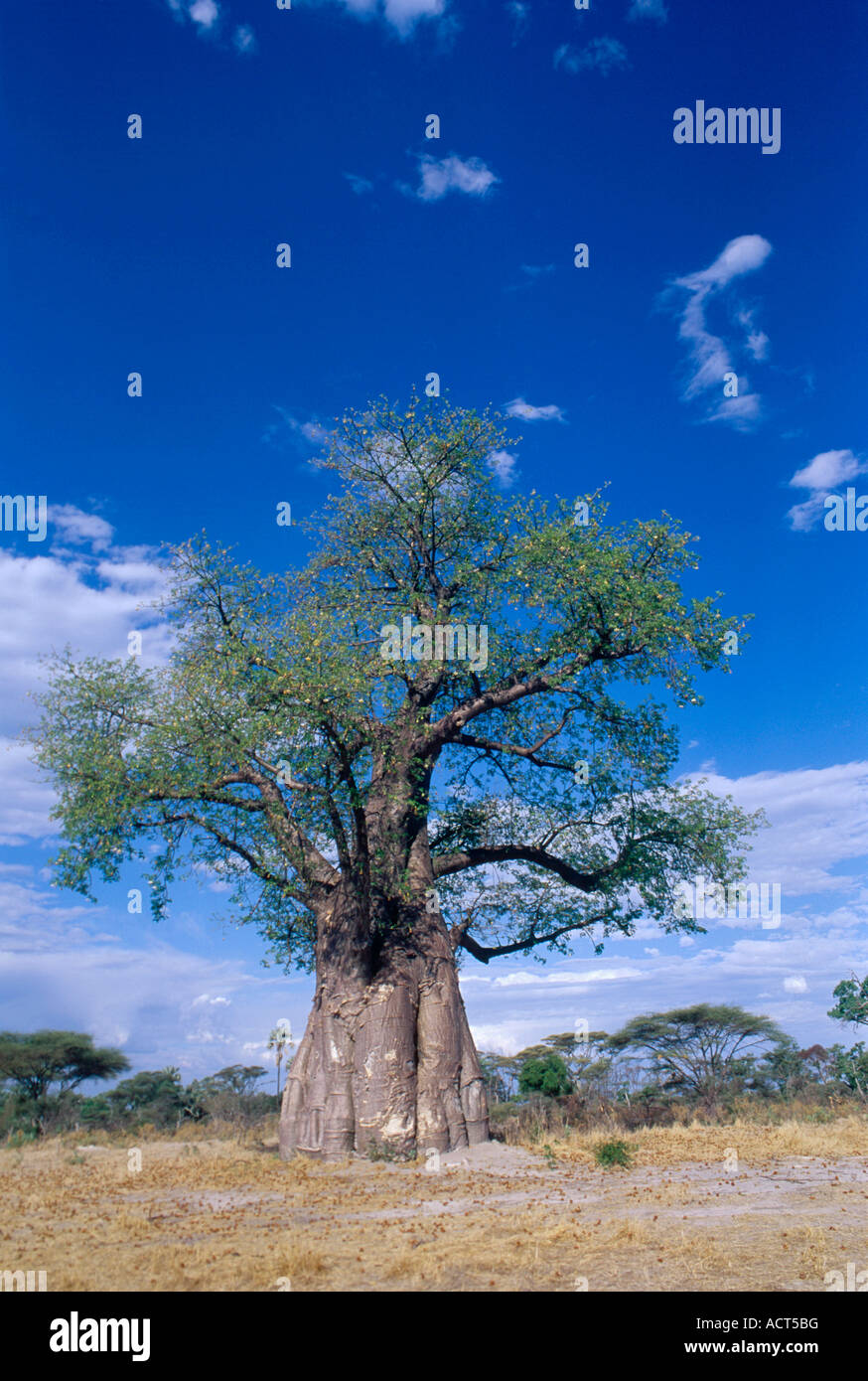 Scenic view of baobab tree Adansonia digitata Mombo Okavango Delta ...