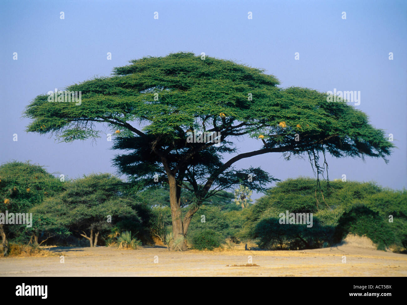 Umbrella thorn tree Acacia tortilis Mombo Okavango Delta Botswana Stock ...